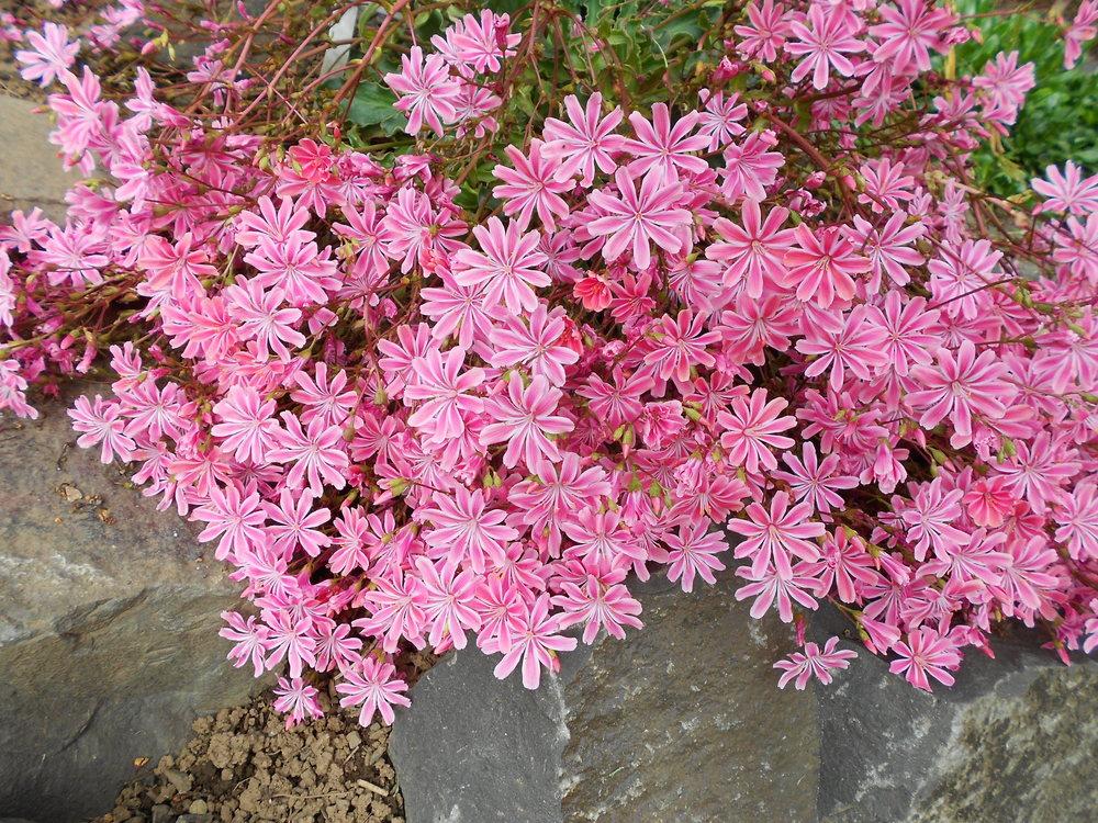 Photo of the bloom of Lewisia (Lewisia cotyledon) posted by SL_gardener ...