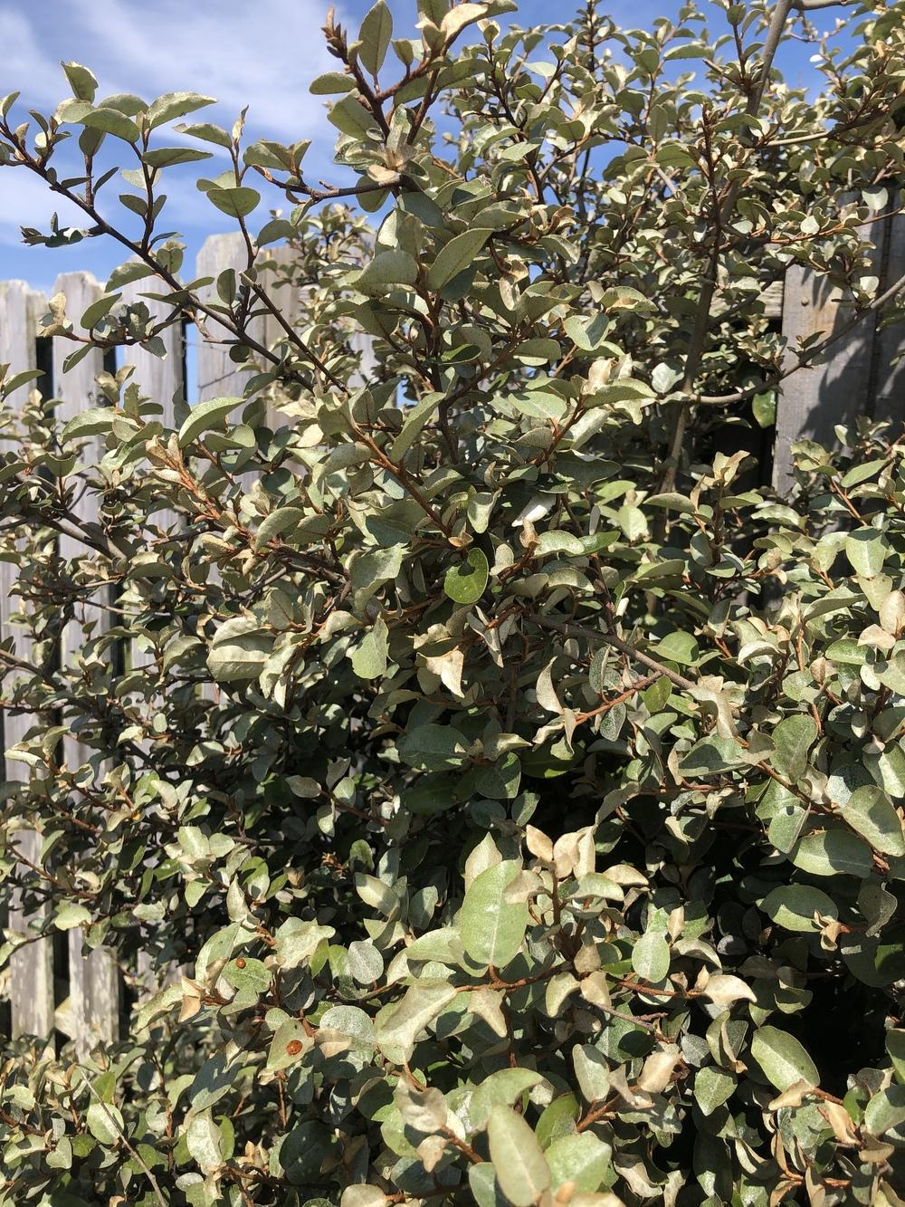 Bush ID? in the Plant ID forum - Garden.org