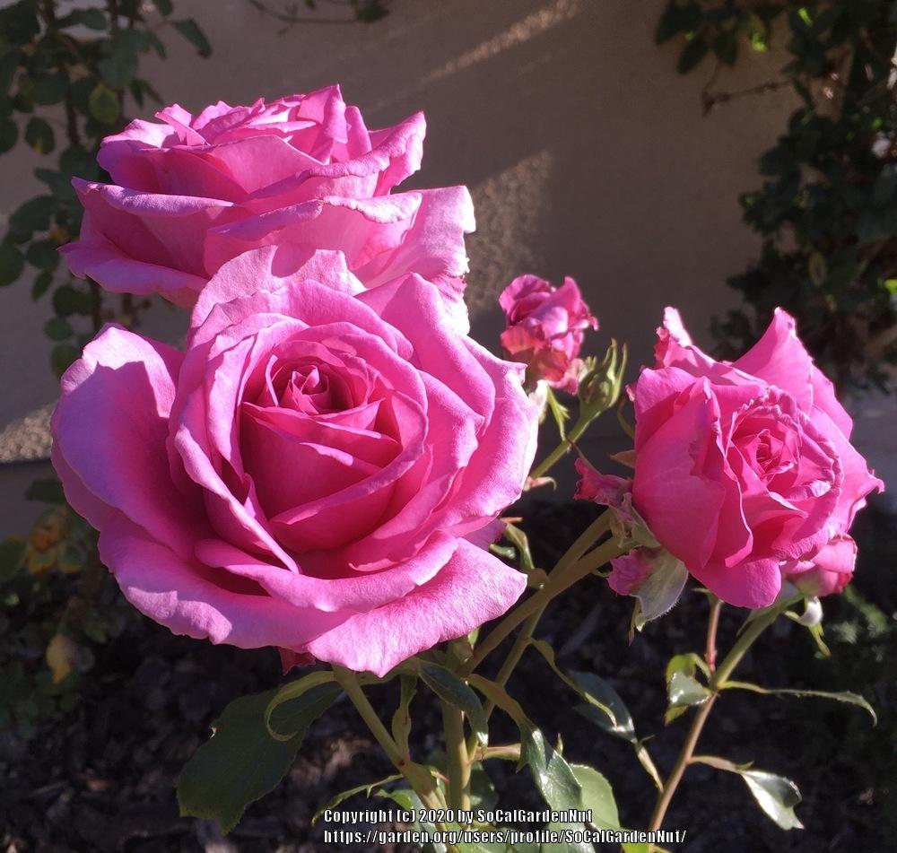 Photo of the bloom of Rose (Rosa 'Simply Magnifiscent') posted by ...