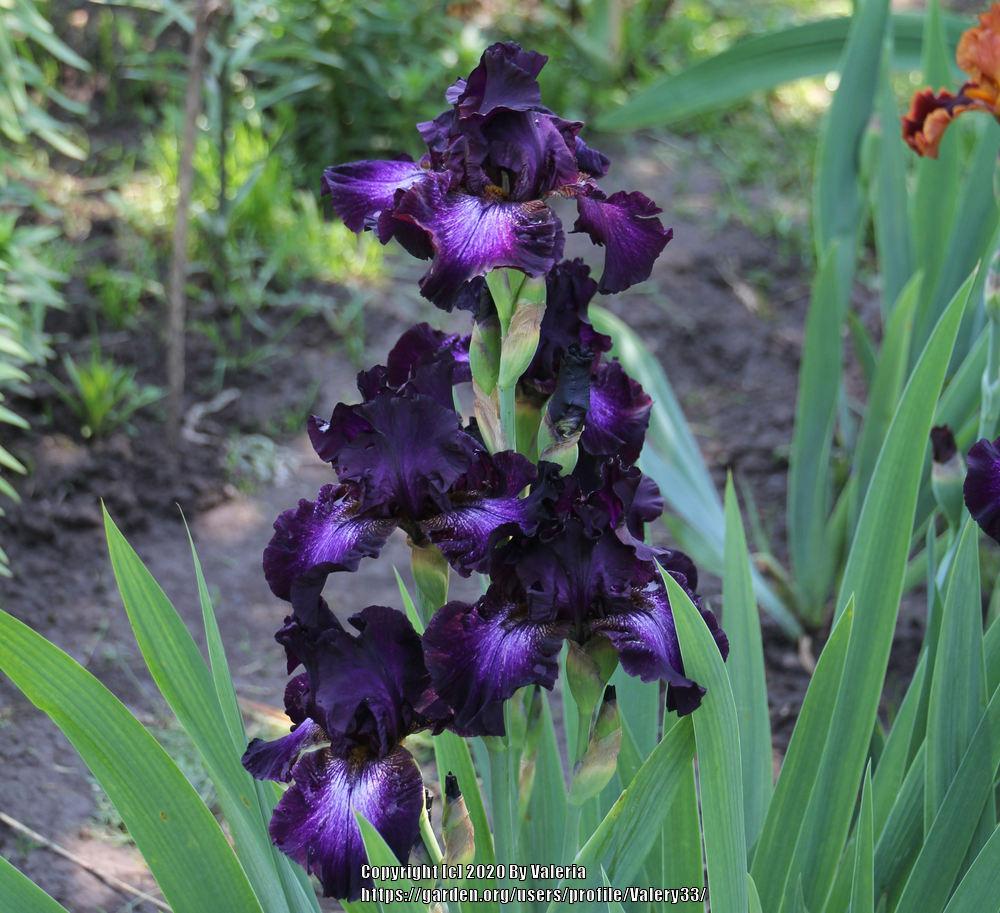 Tall Bearded Iris (Iris 'Baltic Star') in the Irises Database - Garden.org