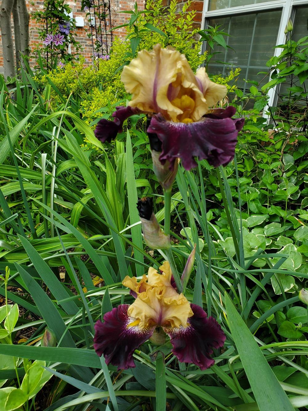 Photo of the entire plant of Tall Bearded Iris (Iris 'Table for Two') posted by javaMom - Garden.org