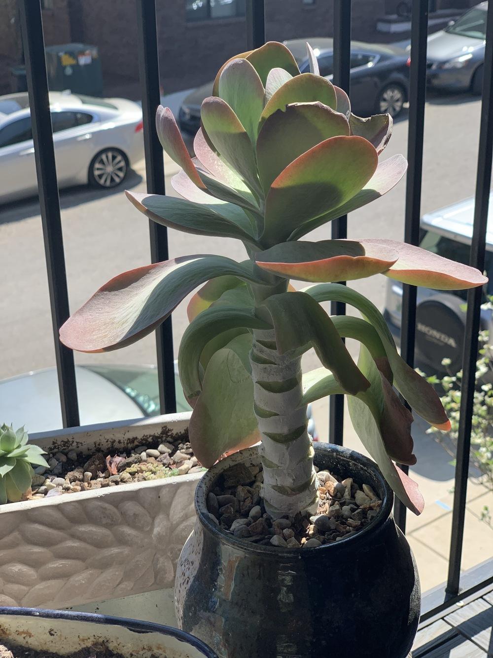 flapjack plant in the Cactus and Succulents forum - Garden.org