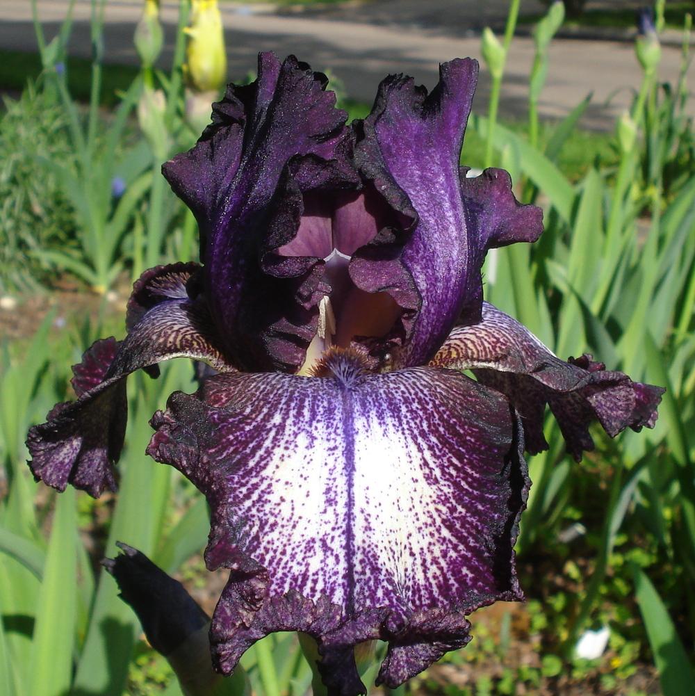 Photo of the bloom of Tall Bearded Iris (Iris 'Dark Storm') posted by ...