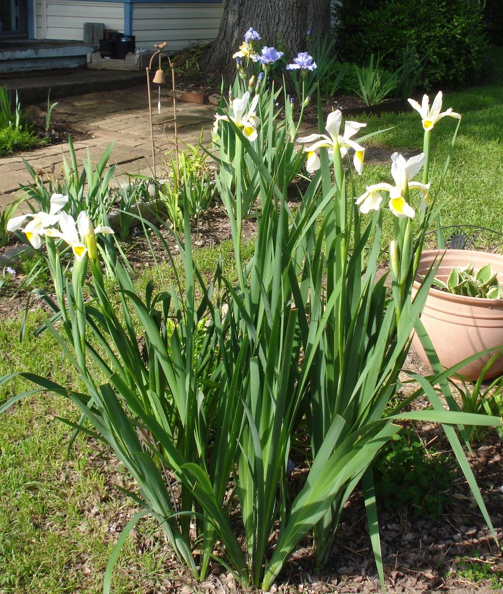 Species Iris (Iris orientalis) in the Irises Database - Garden.org
