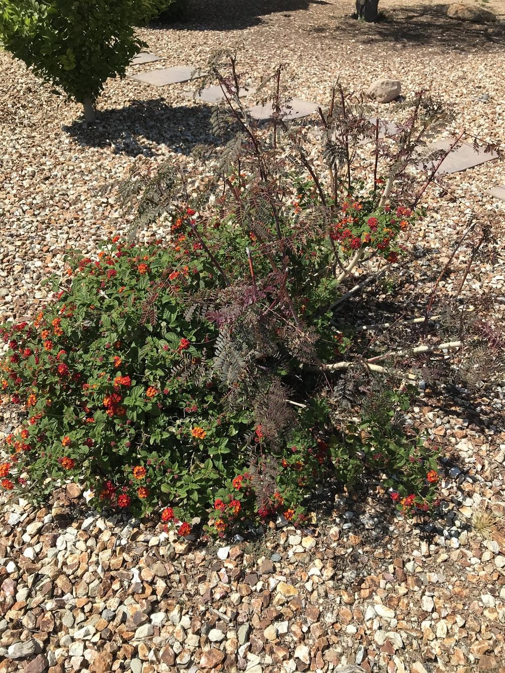 Plants too close together in the Ask a Question forum - Garden.org