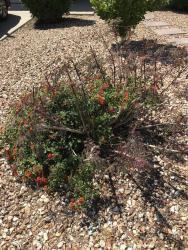 Plants too close together in the Ask a Question forum - Garden.org