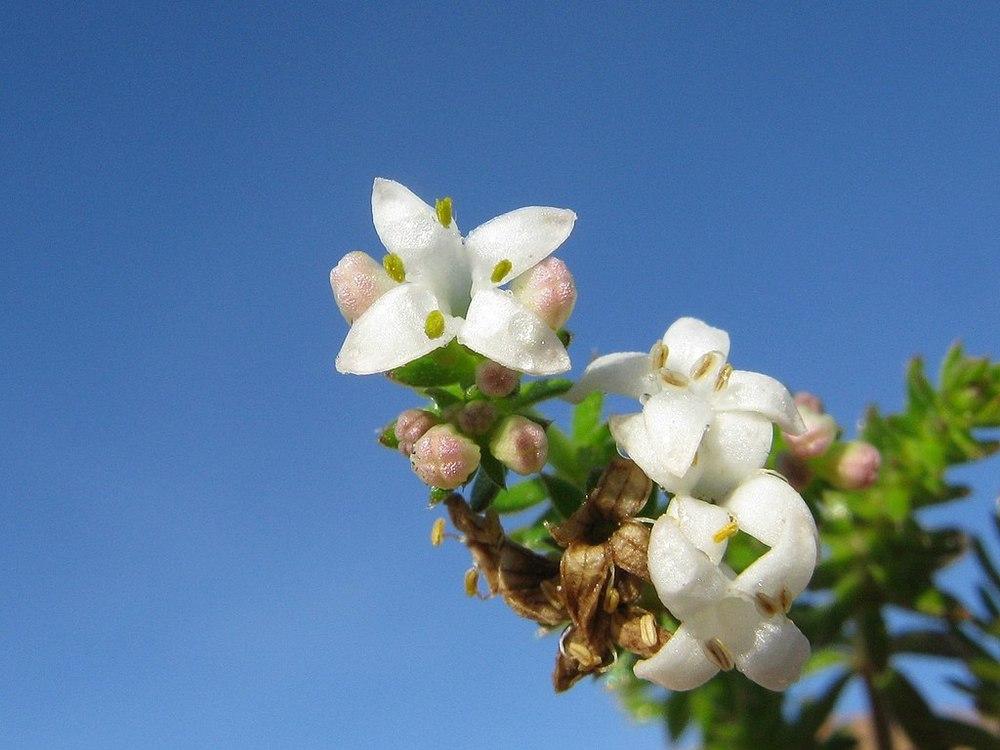 Common Woodruff (Asperula conferta) - Garden.org