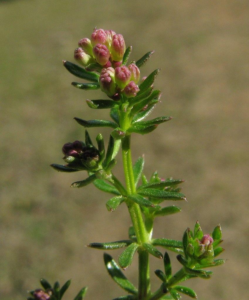 Photo of the closeup of buds, sepals and receptacles of Common Woodruff ...