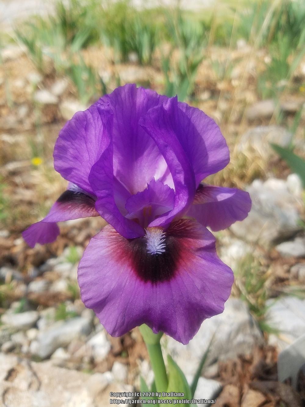 Arilbred Iris (Iris 'Signal Butte') in the Irises Database - Garden.org