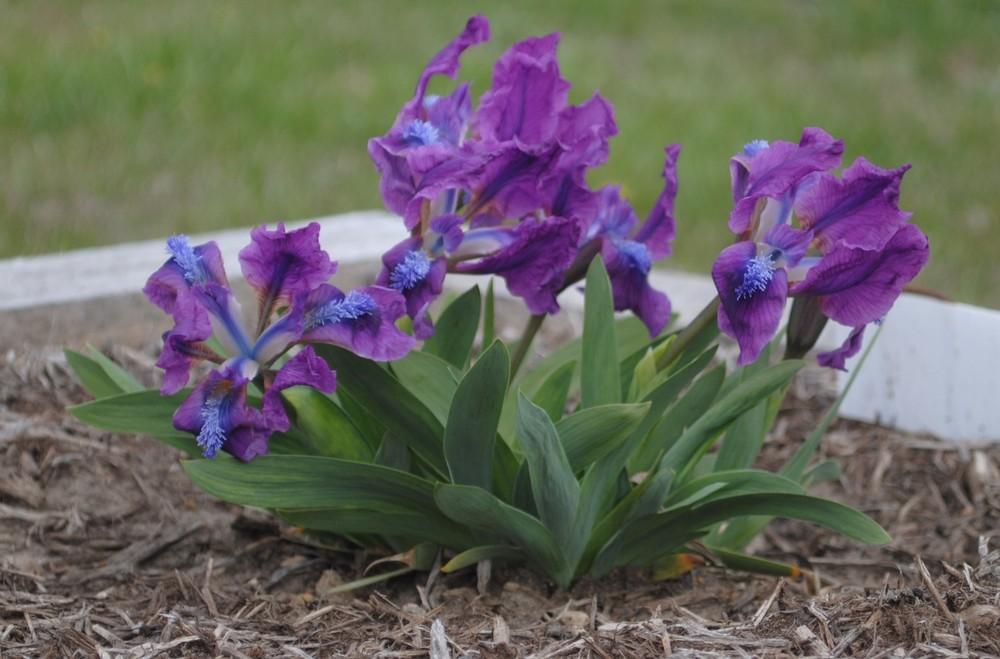 Miniature Dwarf Bearded Iris (Iris 'Spring Beacon') in the Irises ...