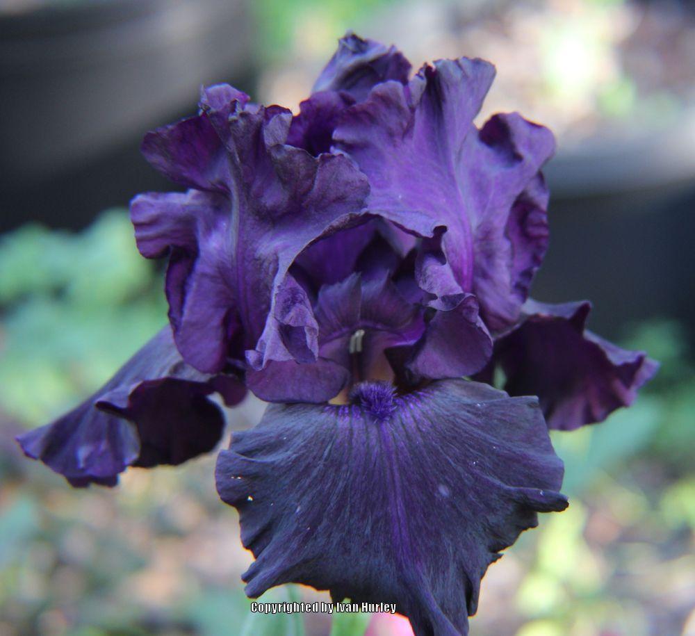 Photo of the bloom of Tall Bearded Iris (Iris 'Midnight Haze') posted ...