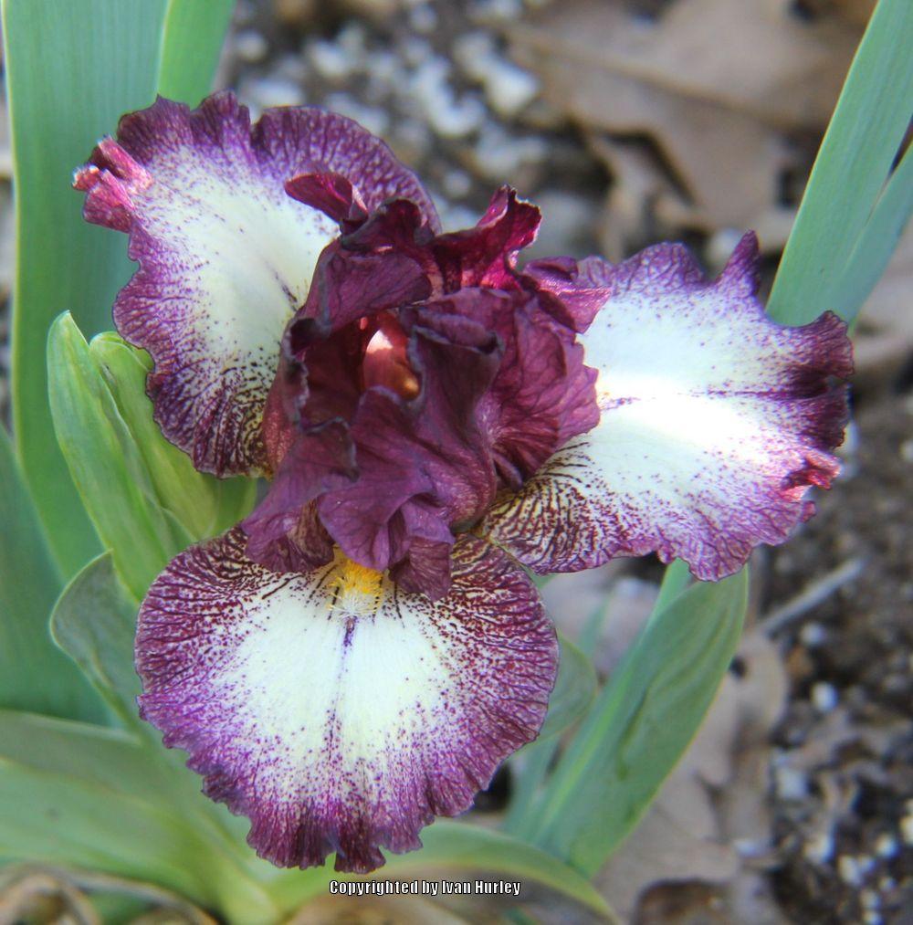 Intermediate Bearded Iris (Iris 'Deep Conviction') in the Irises ...