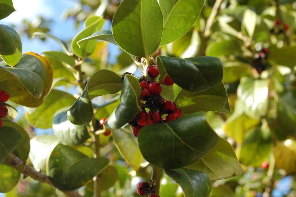 Ilex: Plant Care and Collection of Varieties - Garden.org