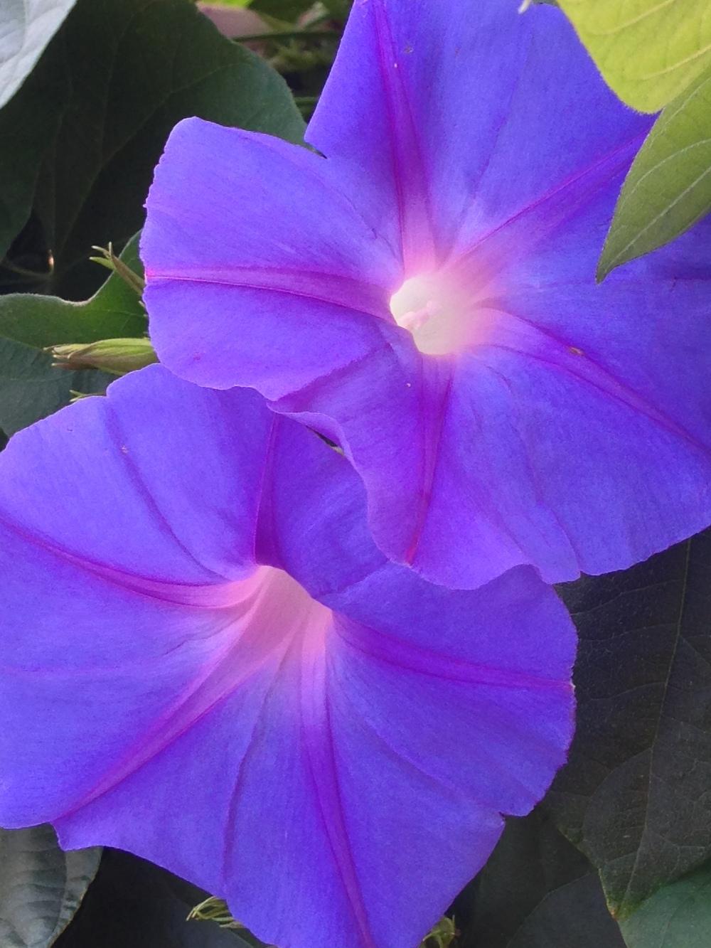 Morning Glories: Plant Care and Collection of Varieties - Garden.org