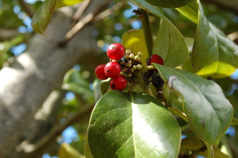Ilex: Plant Care and Collection of Varieties - Garden.org