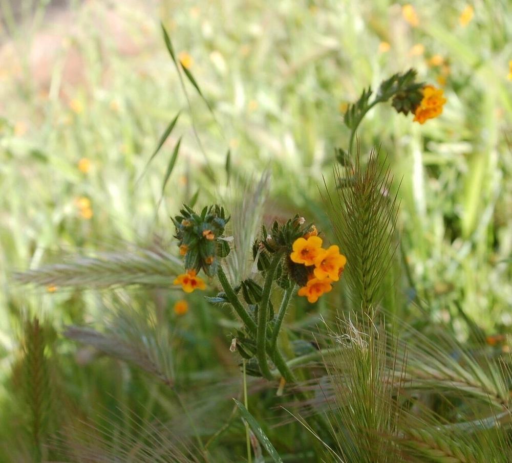 Common Fiddleneck (Amsinckia intermedia) - Garden.org