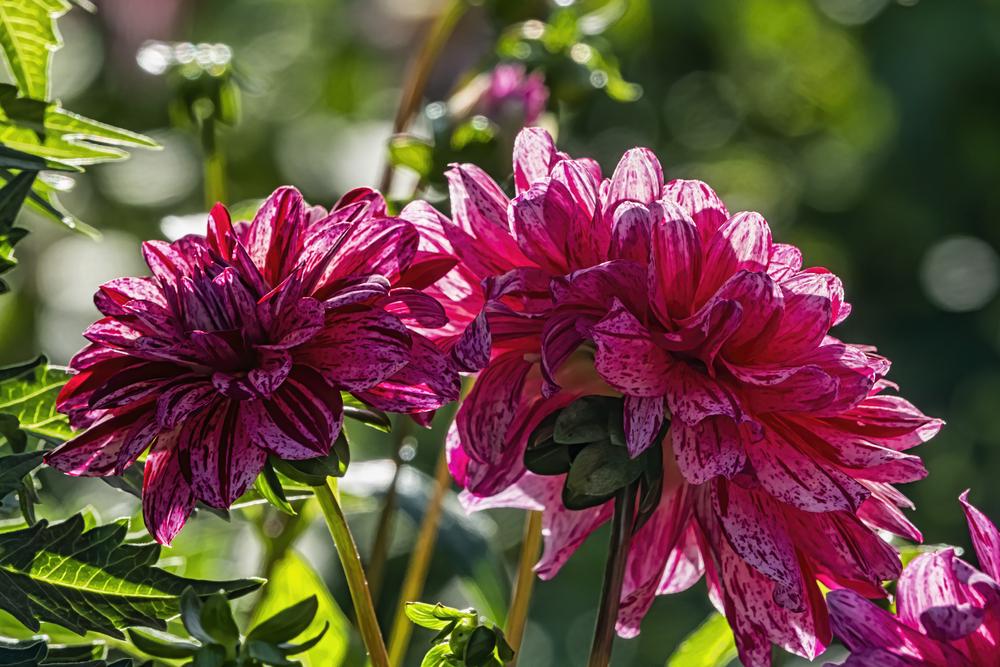 Photo of the bloom of Dahlia 'Mingus Toni' posted by arctangent ...