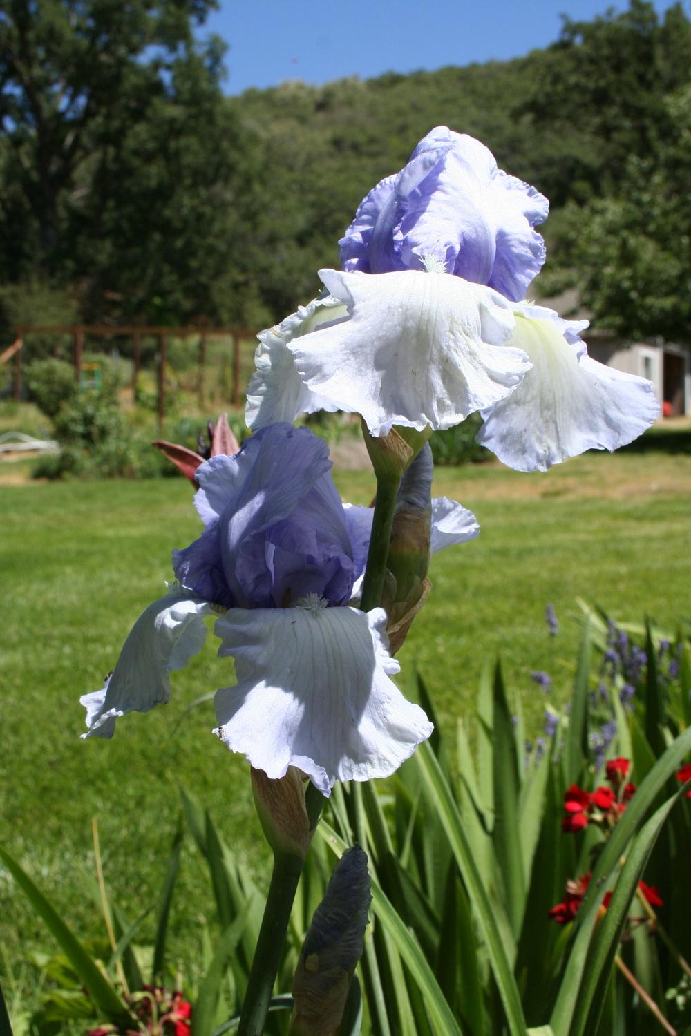 Tall Bearded Iris (Iris 'Coastal Mist') in the Irises Database - Garden.org