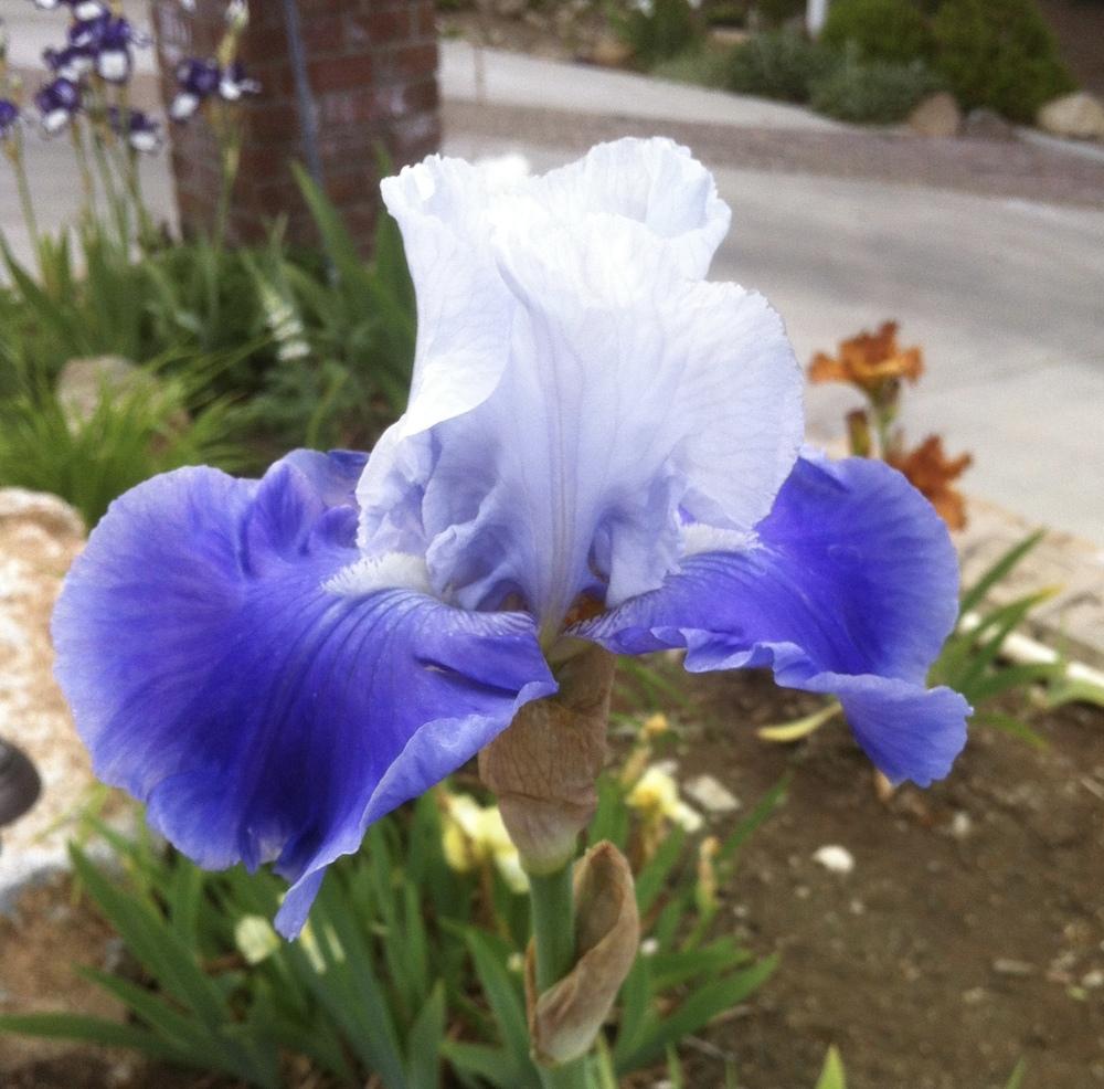 Tall Bearded Iris (Iris 'Keizer's Heritage') in the Irises Database ...
