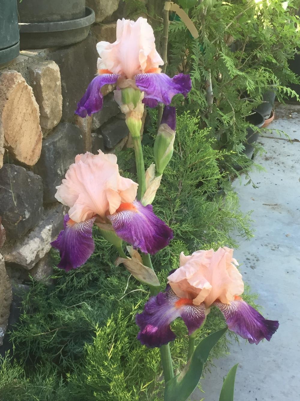 Photo of the bloom of Tall Bearded Iris (Iris 'Damsel in a Dress ...