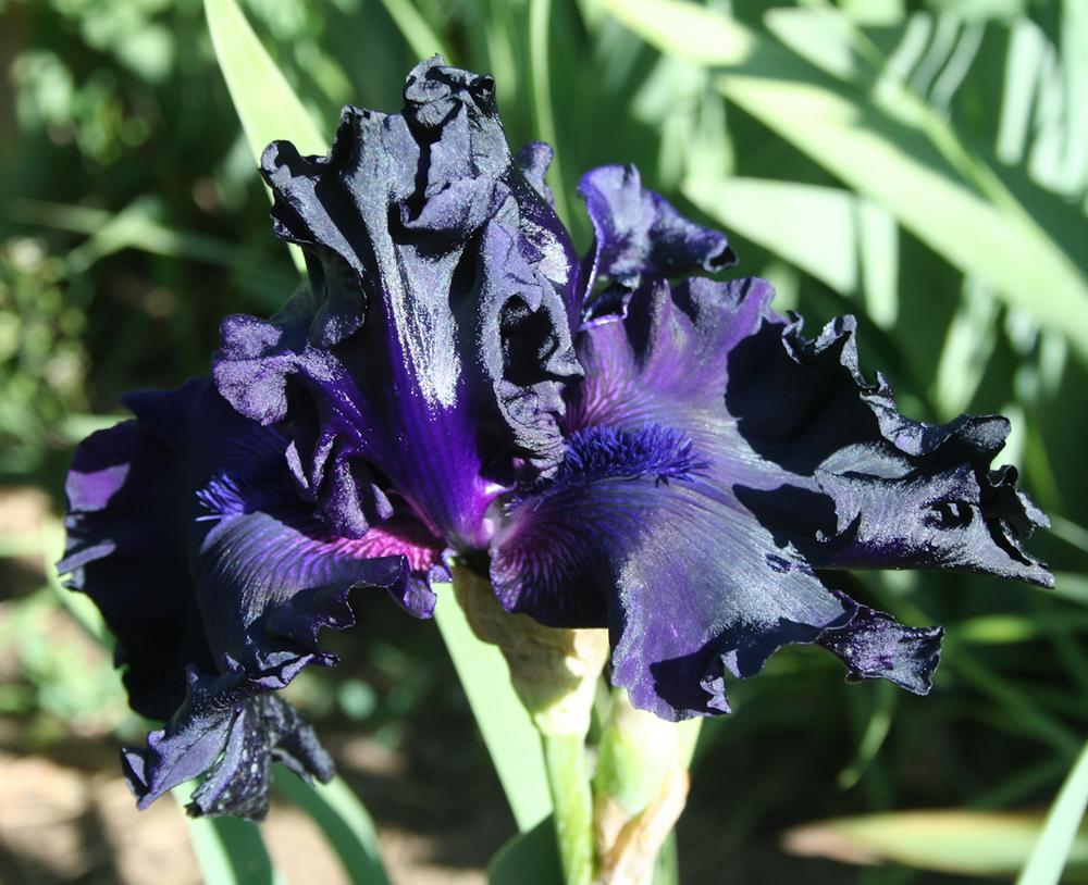 Photo of the bloom of Tall Bearded Iris (Iris 'All Night Long') posted ...