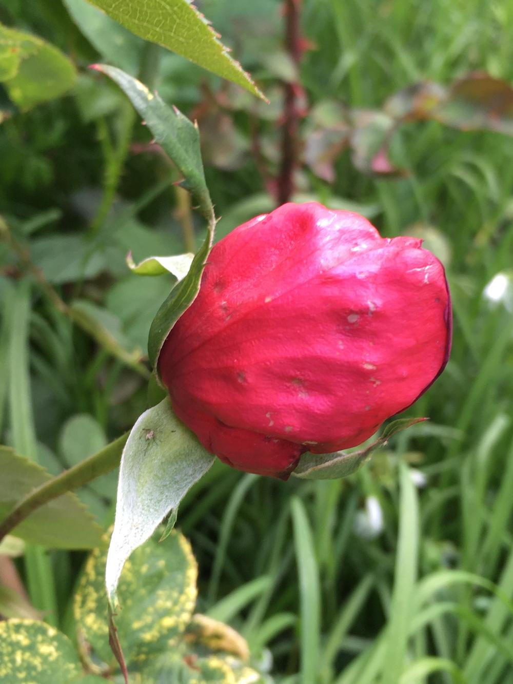 Rose Petal Rash in the Roses forum - Garden.org