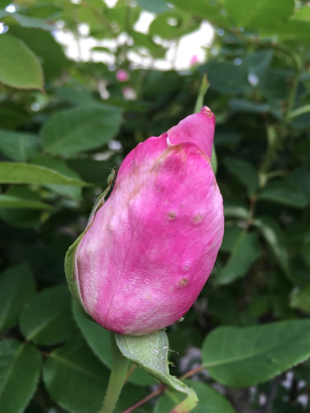 Rose Petal Rash in the Roses forum - Garden.org