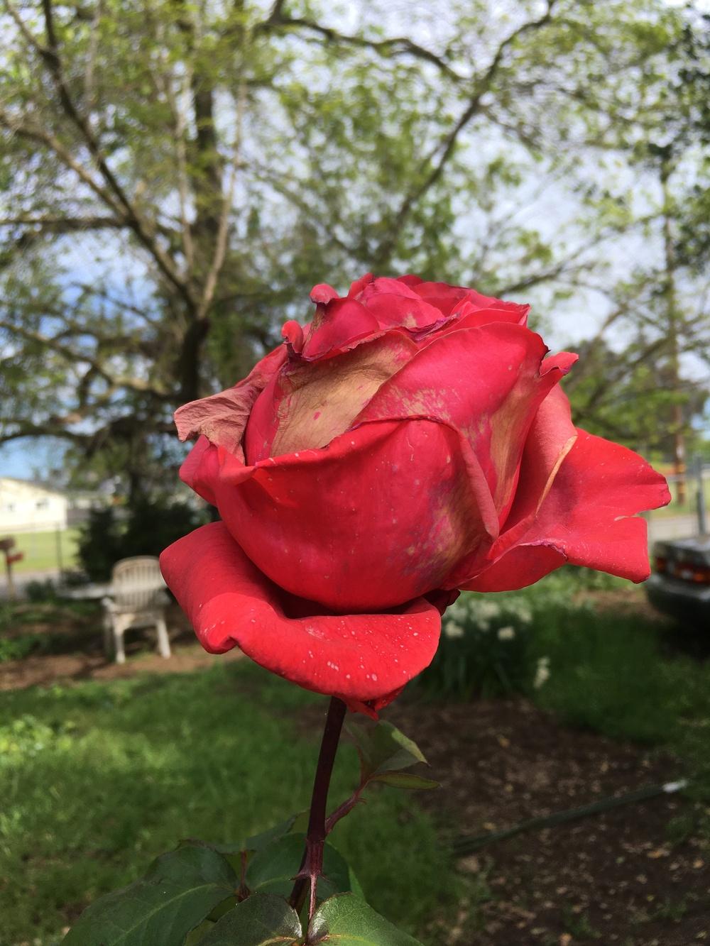 Rose Petal Rash in the Roses forum - Garden.org