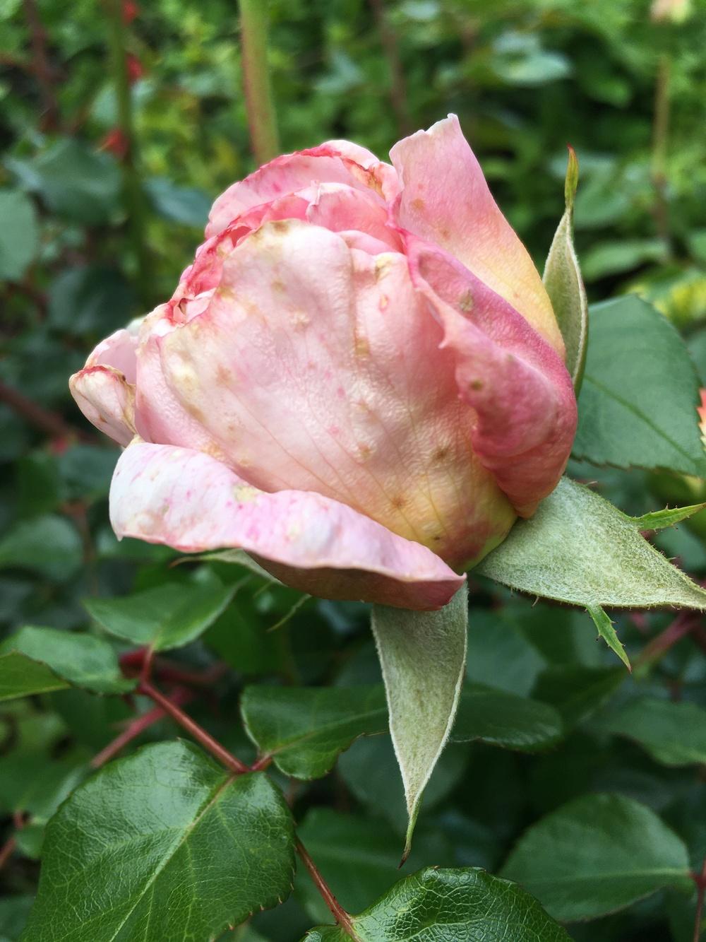 Rose Petal Rash in the Roses forum - Garden.org