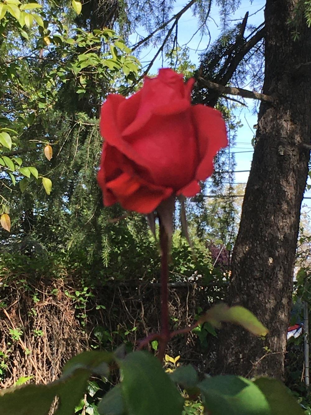Rose Petal Rash in the Roses forum - Garden.org