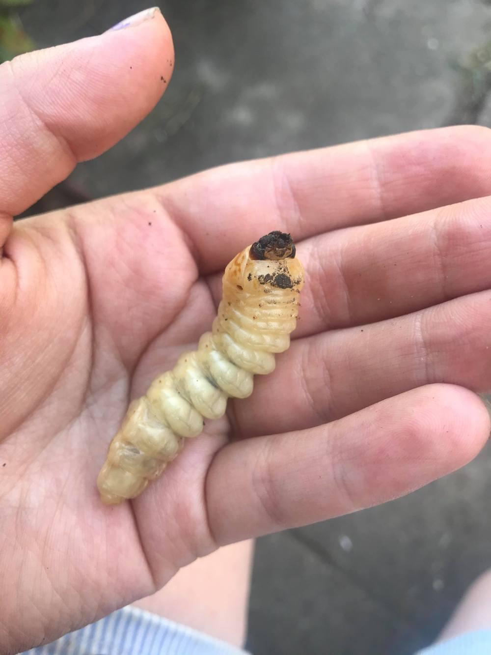 Bug Larvae Identification & Care? in the Insect and Bug ID forum ...