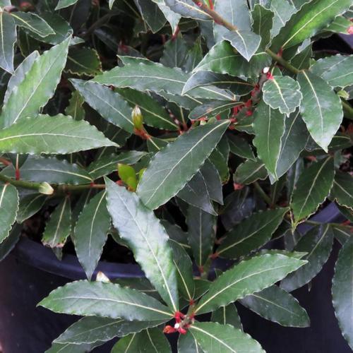 Bay Laurel (Laurus nobilis Little Ragu®) - Garden.org