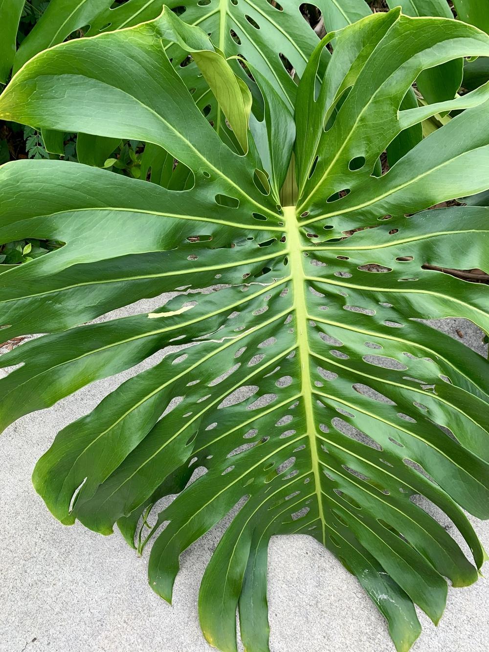 Monstera : from tall and hearty to long and leggy.... in the ...