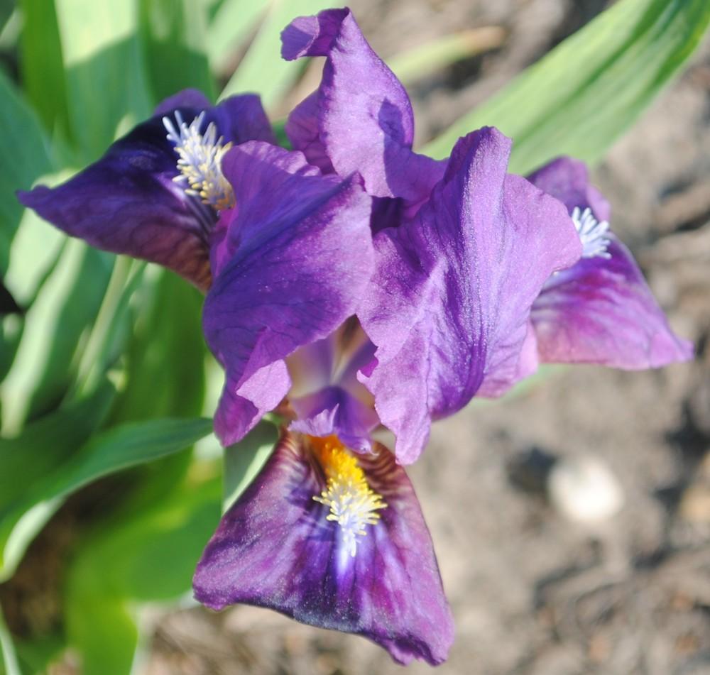 Miniature Dwarf Bearded Iris (Iris 'Storm Compass') in the Irises ...