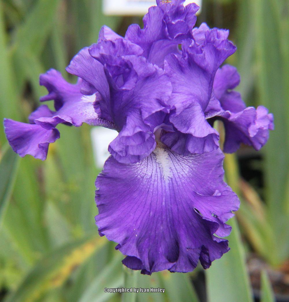 Tall Bearded Iris (Iris 'Wes Silva') in the Irises Database - Garden.org