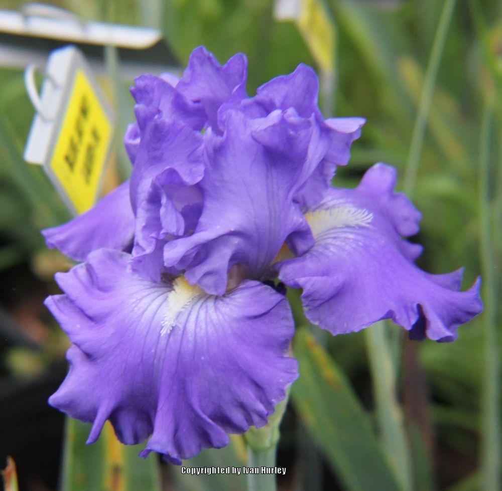 Tall Bearded Iris (Iris 'Blue Jay Way') in the Irises Database - Garden.org
