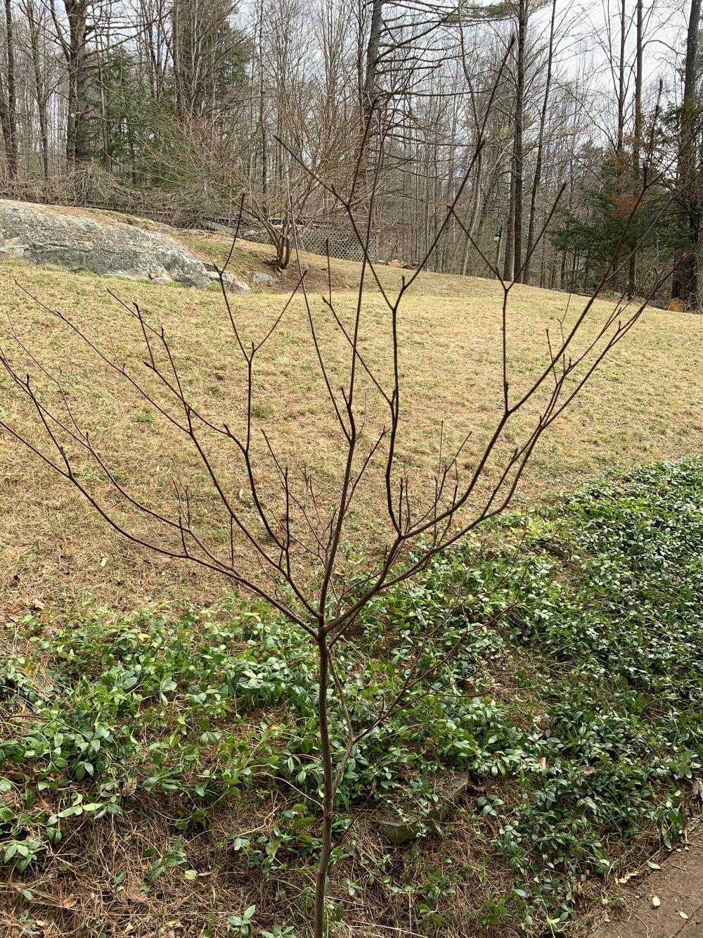 Sapling Identification in the Plant ID forum - Garden.org