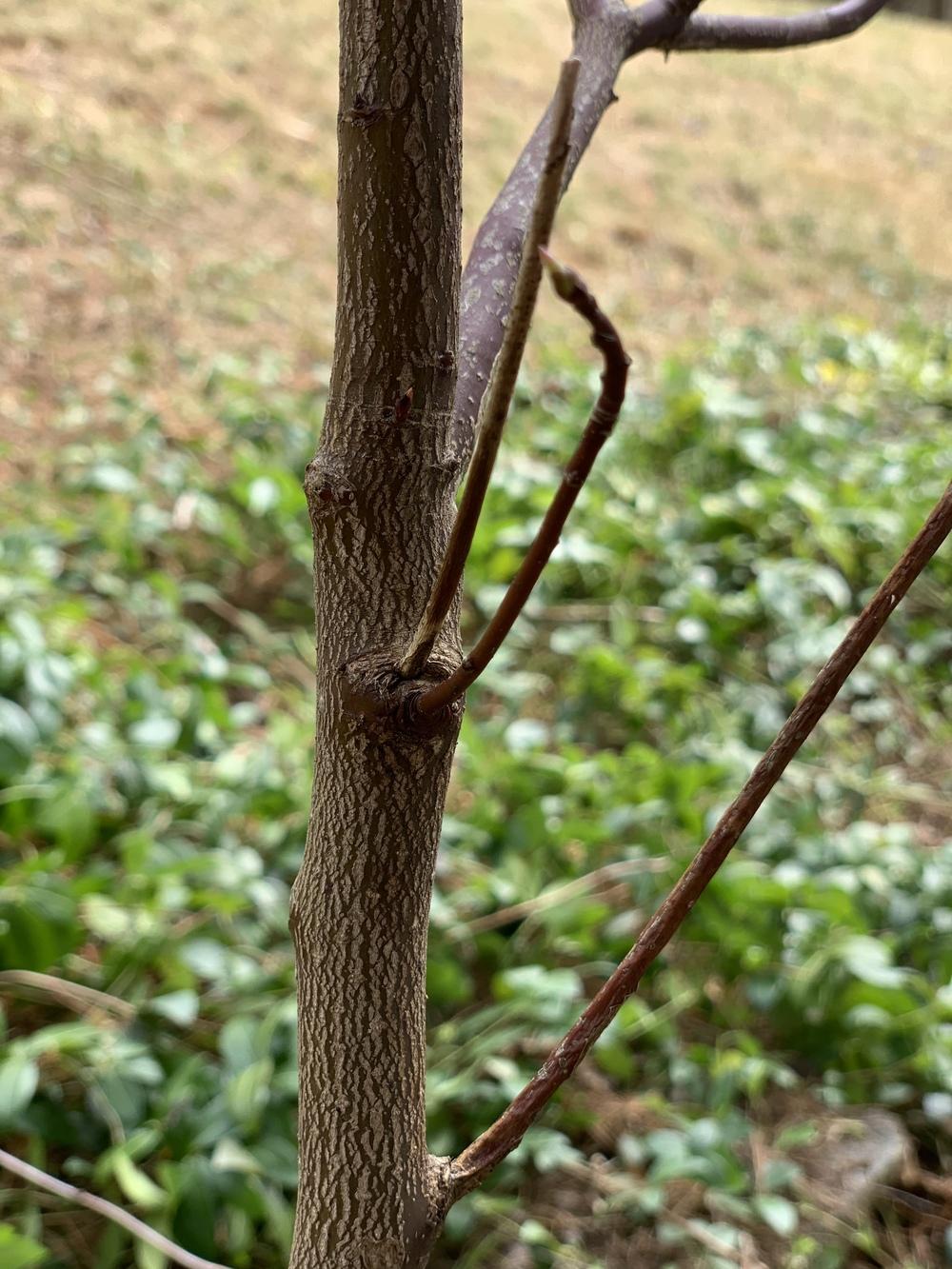 Sapling Identification in the Plant ID forum - Garden.org