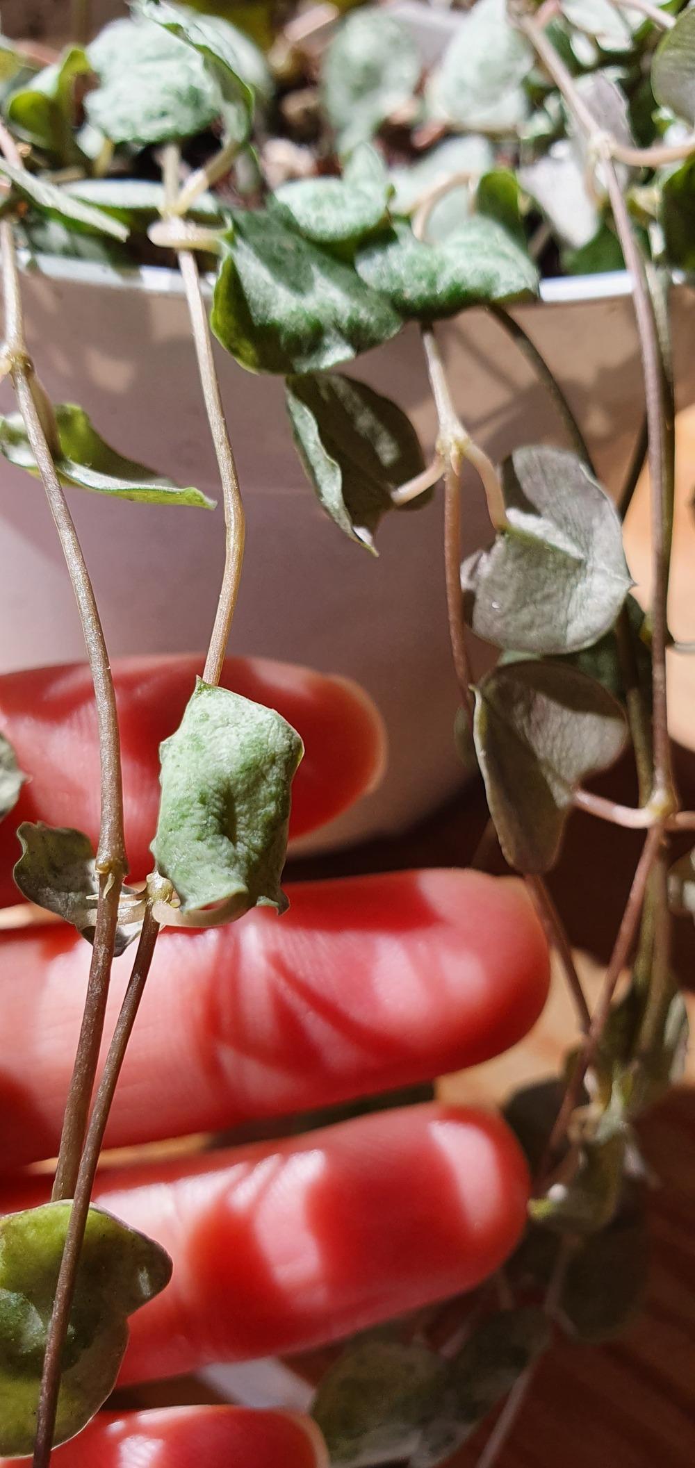 Dying string of hearts in the Ask a Question forum - Garden.org