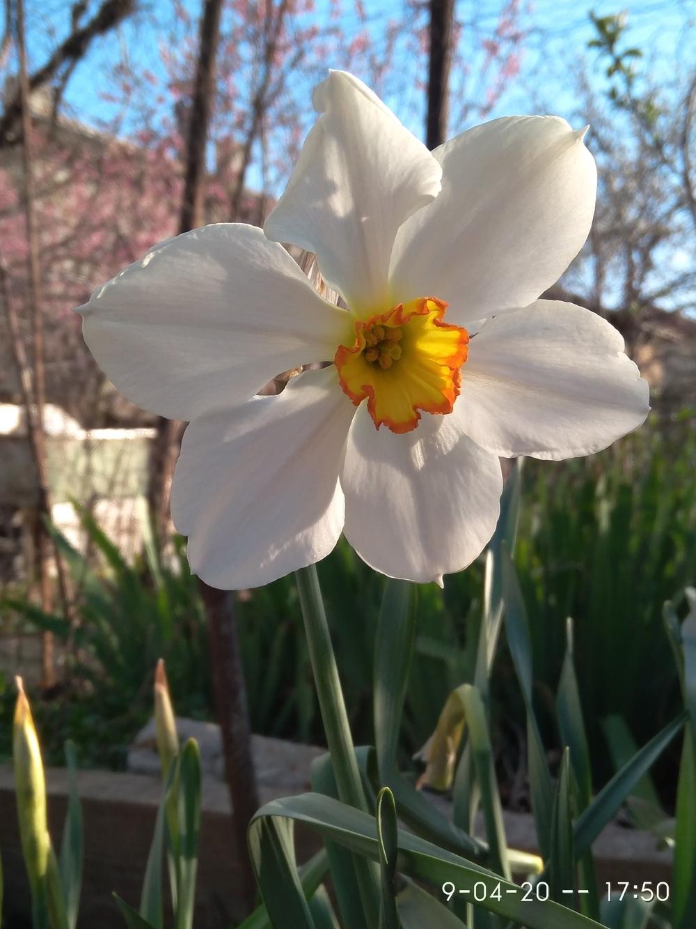 Photo of the bloom of Small-Cupped Daffodil (Narcissus 'Seagull ...