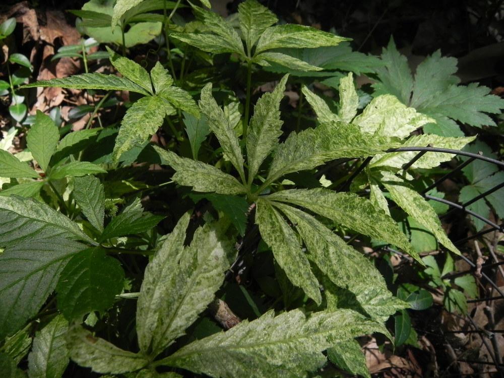 Photo of the leaves of Sweet Tea Vine (Gynostemma pentaphyllum 'Gold ...