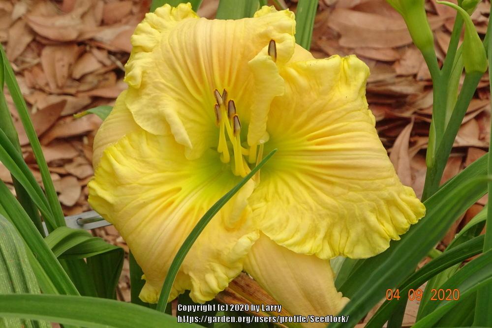 Daylilies: Plant Care and Collection of Varieties - Garden.org