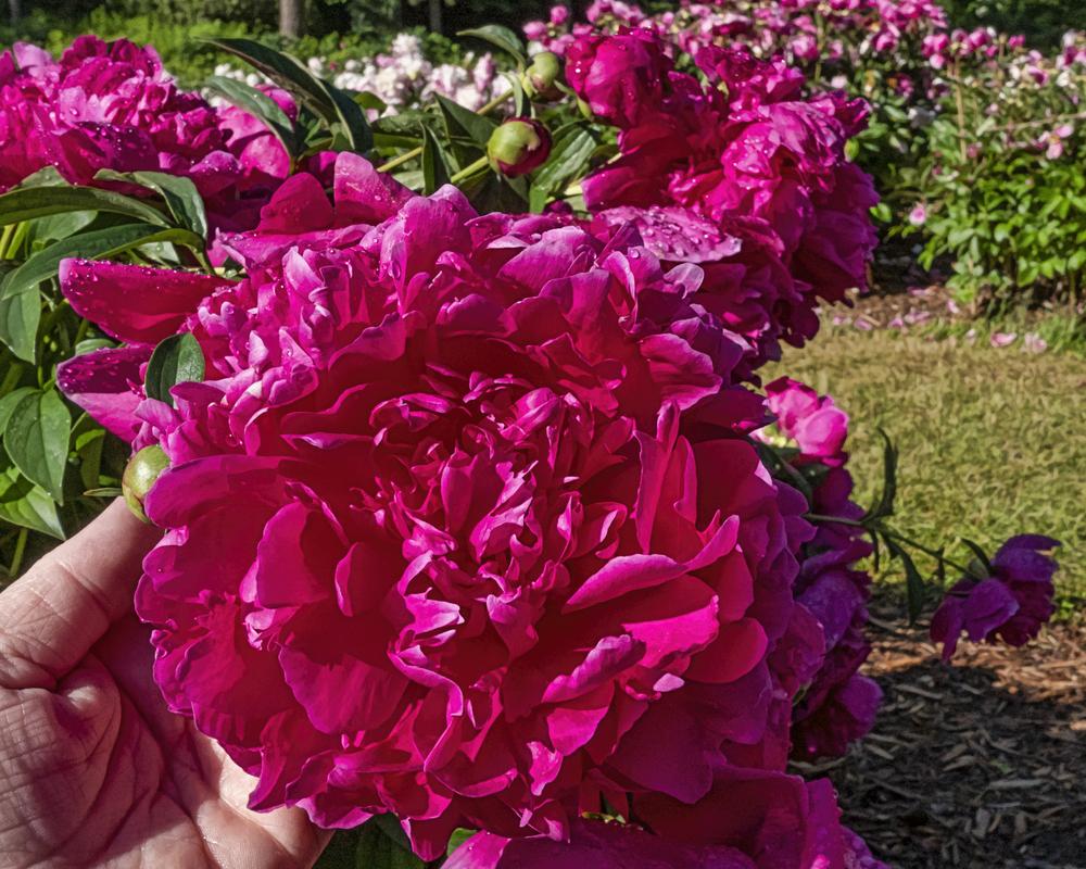 Photo of the bloom of Peony (Paeonia lactiflora 'Felix Crousse') posted ...
