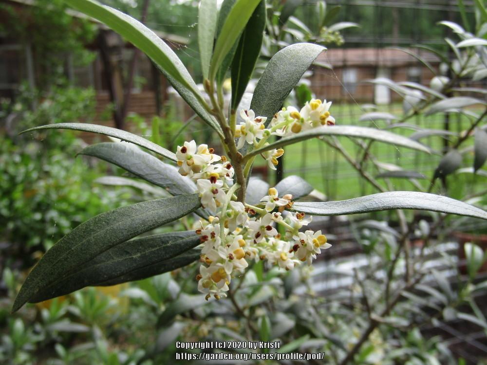 Olive (Olea europaea 'Arbequina') - Garden.org