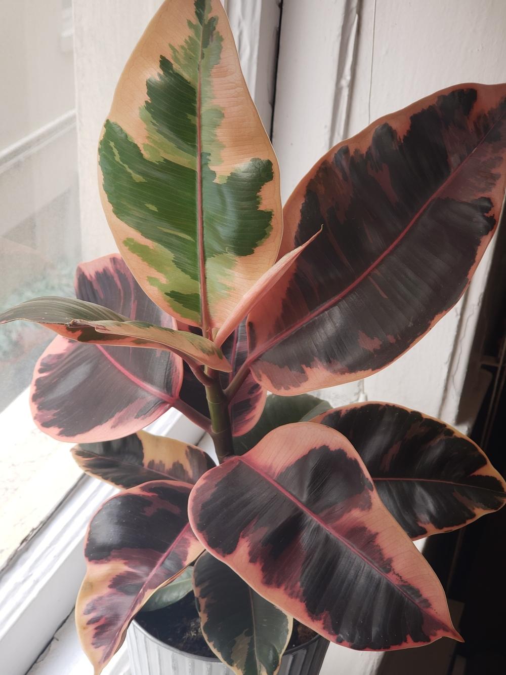 Variegated ruby rubber plant - Brown spots - help! in the Houseplants ...