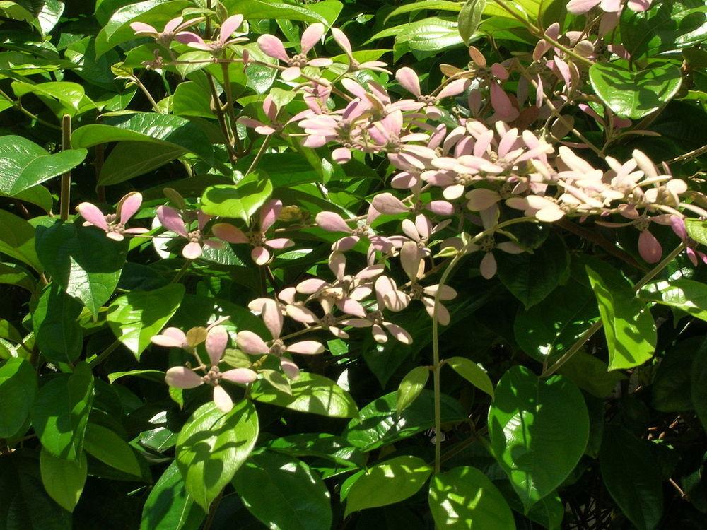 Pink Congea (Congea griffithiana) - Garden.org