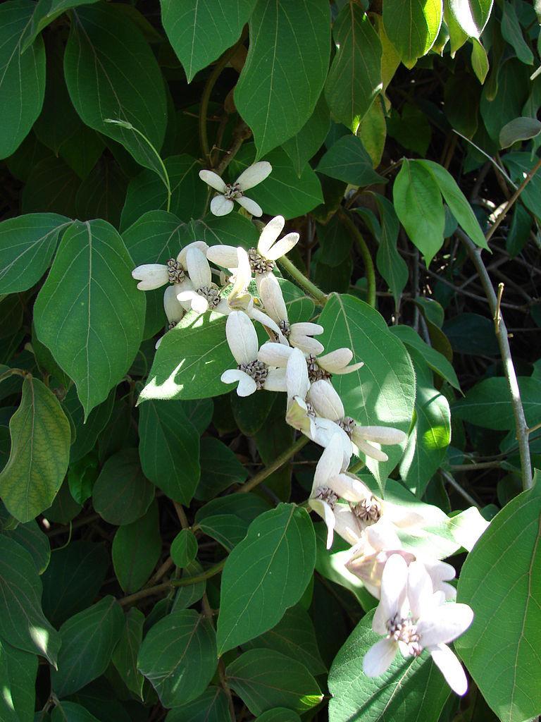 Woolly Congea (Congea tomentosa) - Garden.org