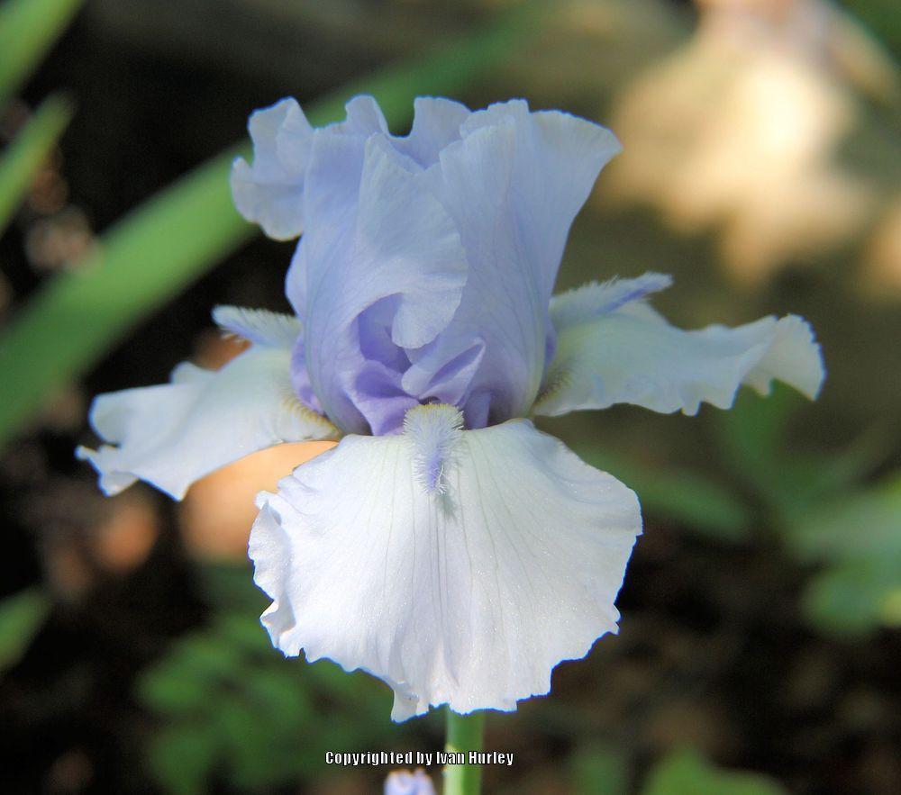 Tall Bearded Iris (Iris 'Zion's Horn') in the Irises Database - Garden.org