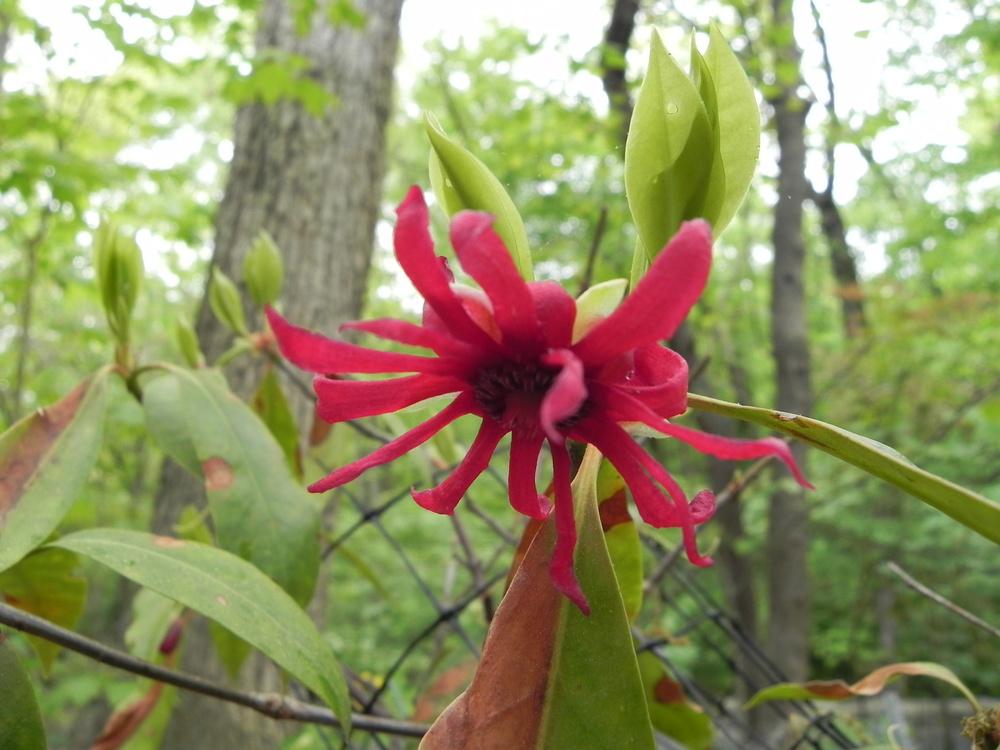 Photo of the bloom of Florida Anise (Illicium floridanum 'Halley's ...