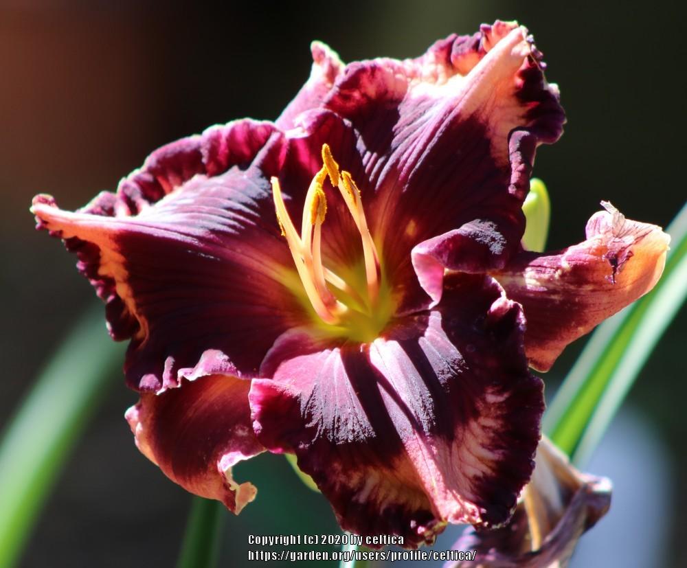 Daylily of the Day: Coit Tower in the Plants of the Day forum - Garden.org